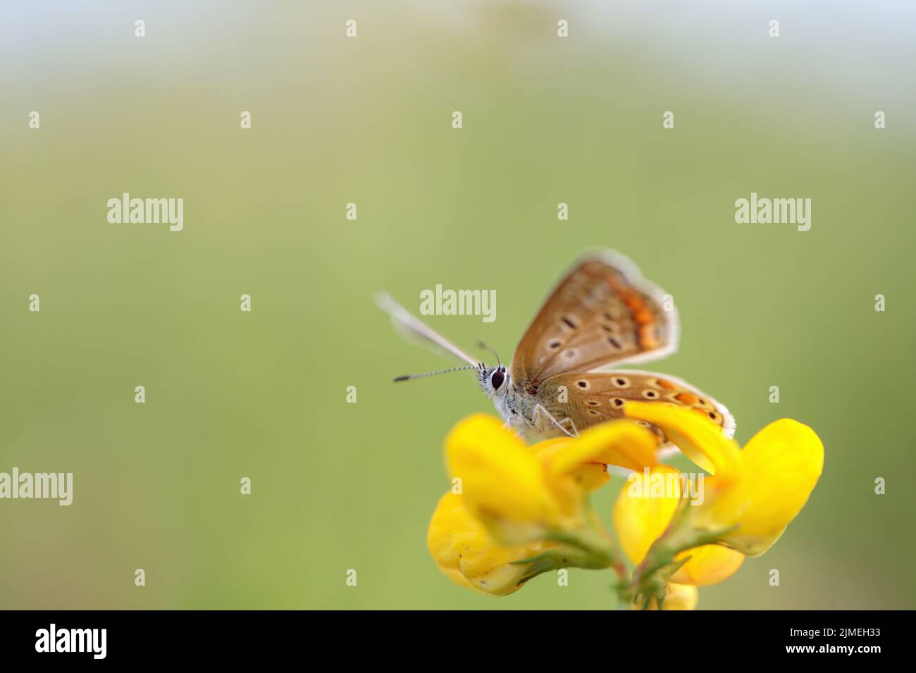 Female common blue butterfly (Polyommatus icarus Stock Photo - Alamy