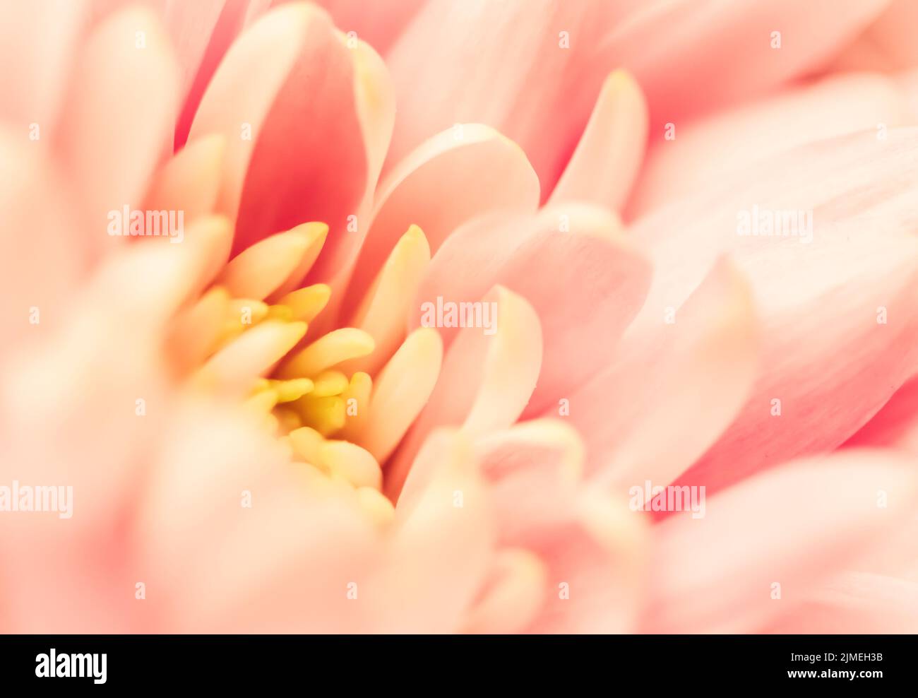 Abstract floral background, pink chrysanthemum flower. Macro flowers ...