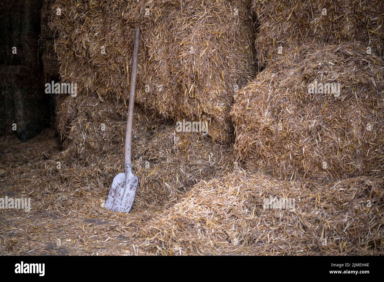 Spade against straw bales in a cattle shed on a dairy farm in the ...