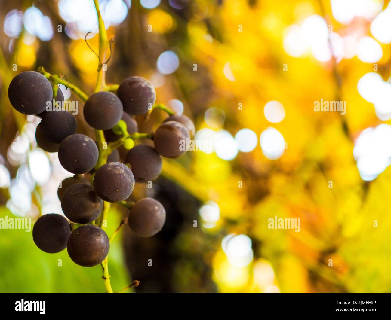 Selective focus yellowing leaves hi-res stock photography and images ...