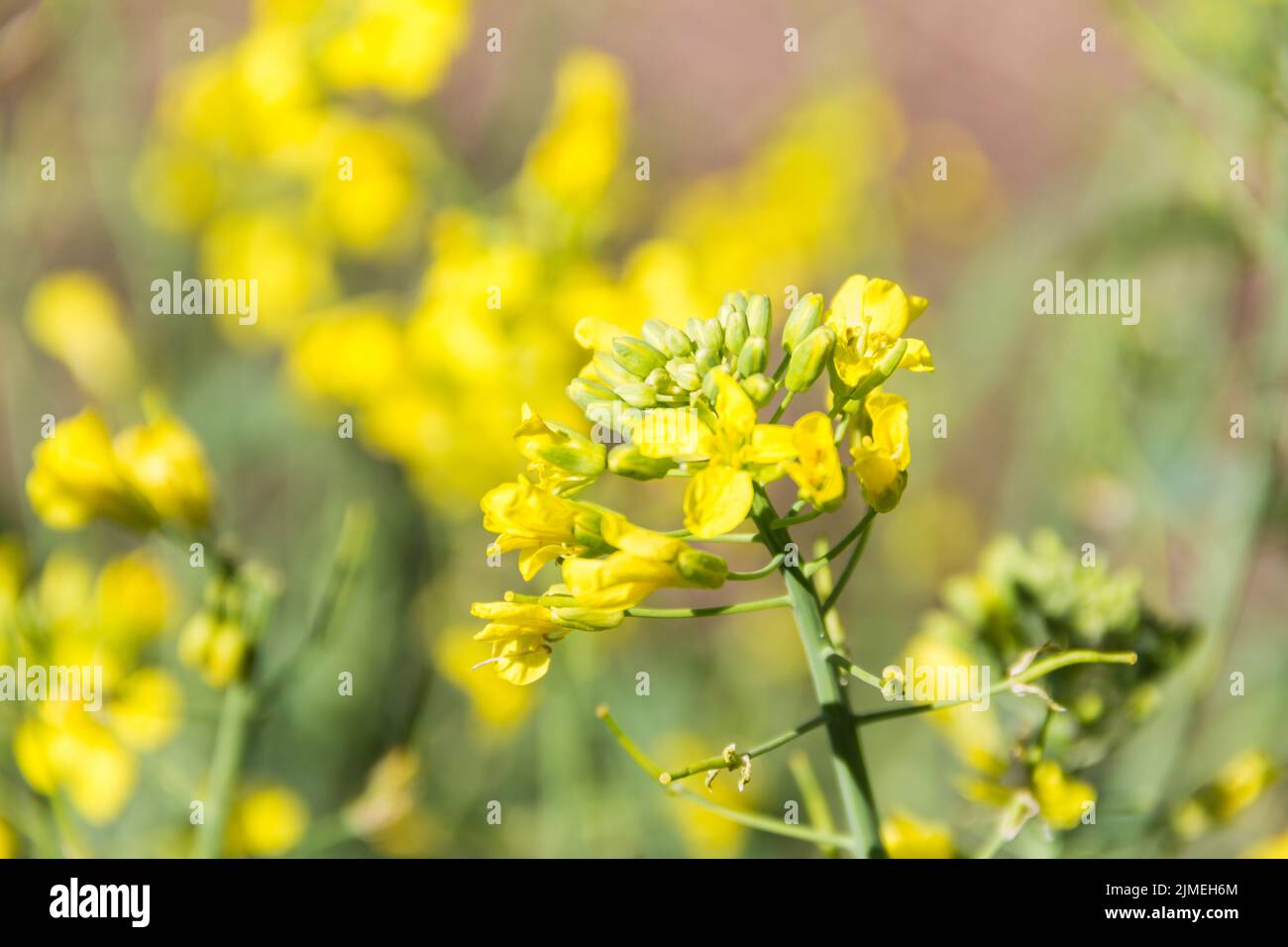 Yellow rapeseed flowers in spring Stock Photo - Alamy