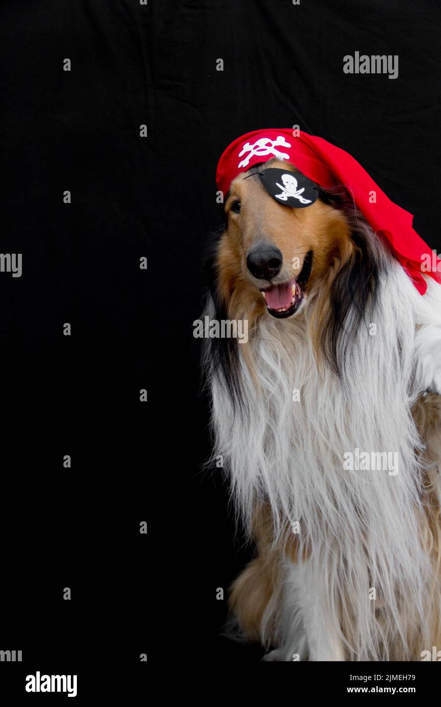 Pirate patch dog hi-res stock photography and images - Alamy