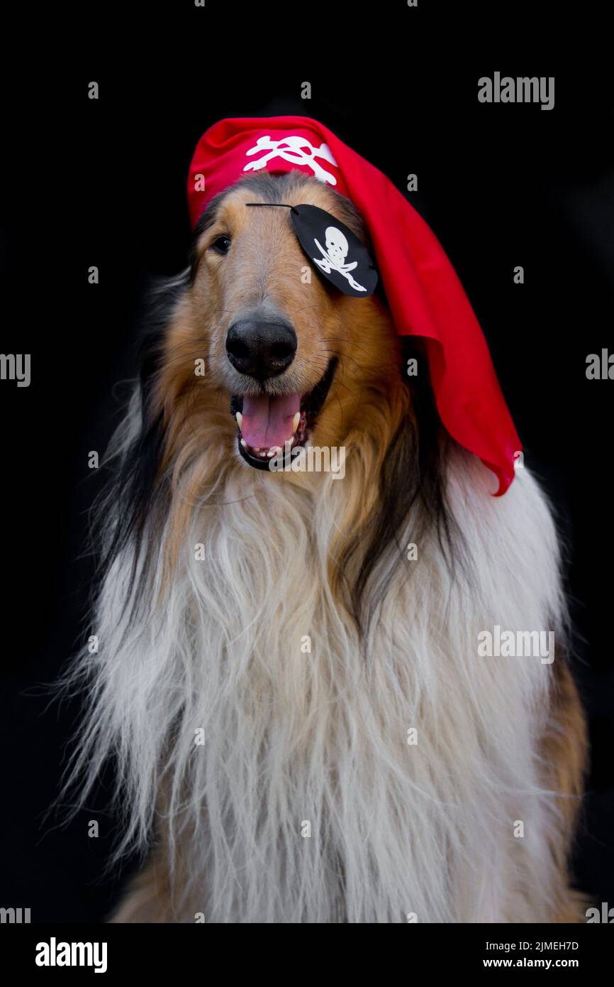 Collie with eye patch hi-res stock photography and images - Alamy