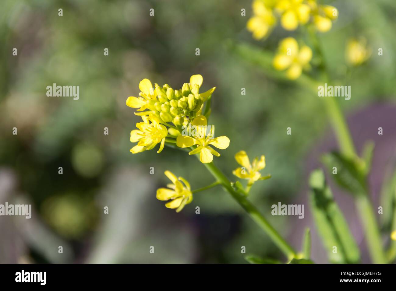 Yellow rapeseed flowers in spring Stock Photo - Alamy