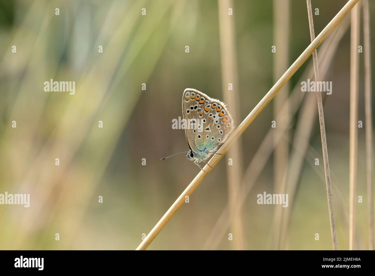 Female common blue butterfly (Polyommatus icarus Stock Photo - Alamy