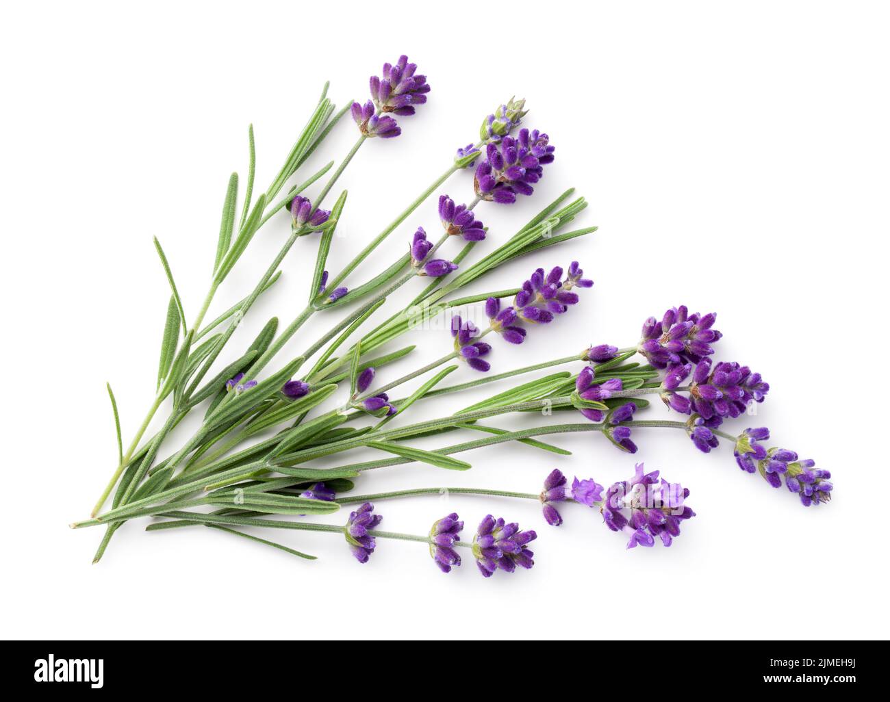Lavender Isolated On White Background Flat Lay Stock Photo - Alamy