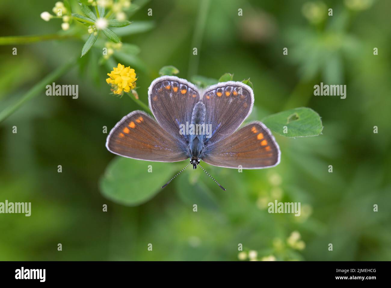 Female common blue butterfly (Polyommatus icarus Stock Photo - Alamy