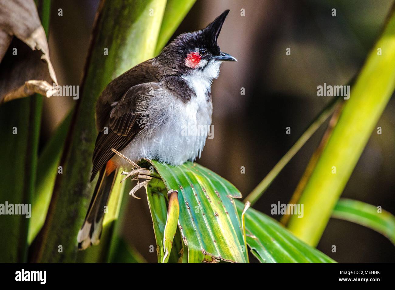 Southeast Asian Red-whiskered bulbul (Pycnonotus jocosus), Mauritius ...