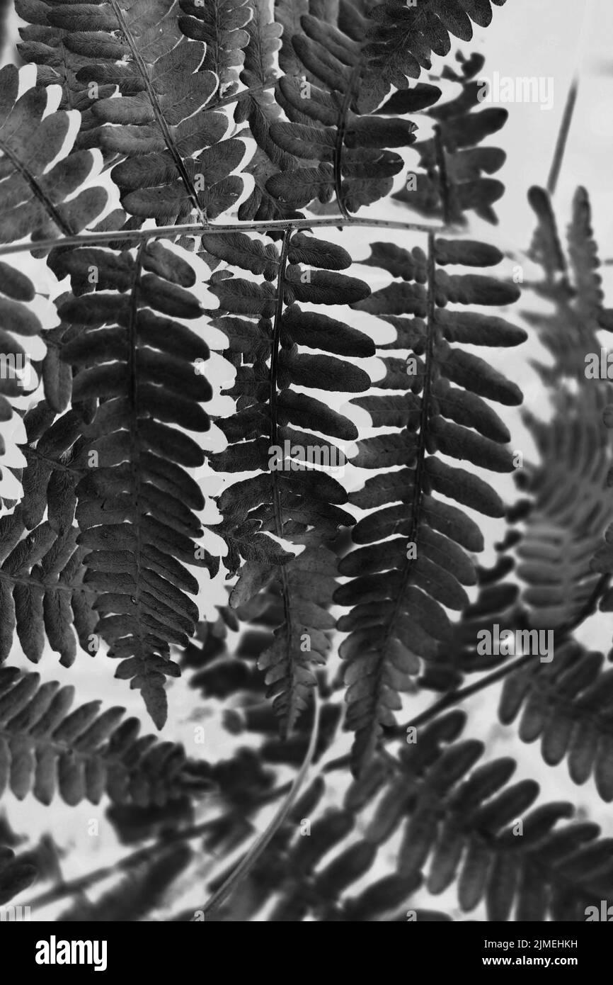 Summer fern growing in the sunny meadow in black and white monochrome ...