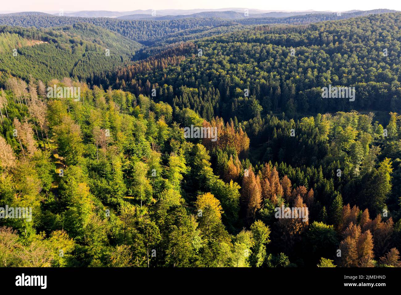 A mixed forest landscape in the sun Stock Photo - Alamy