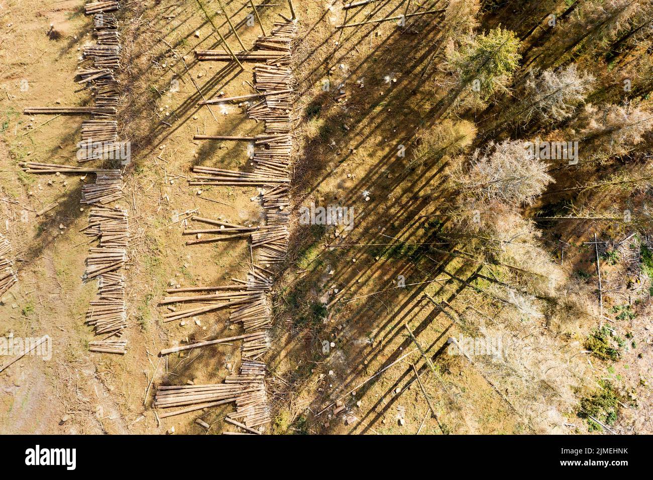 A felled forest from above Stock Photo - Alamy
