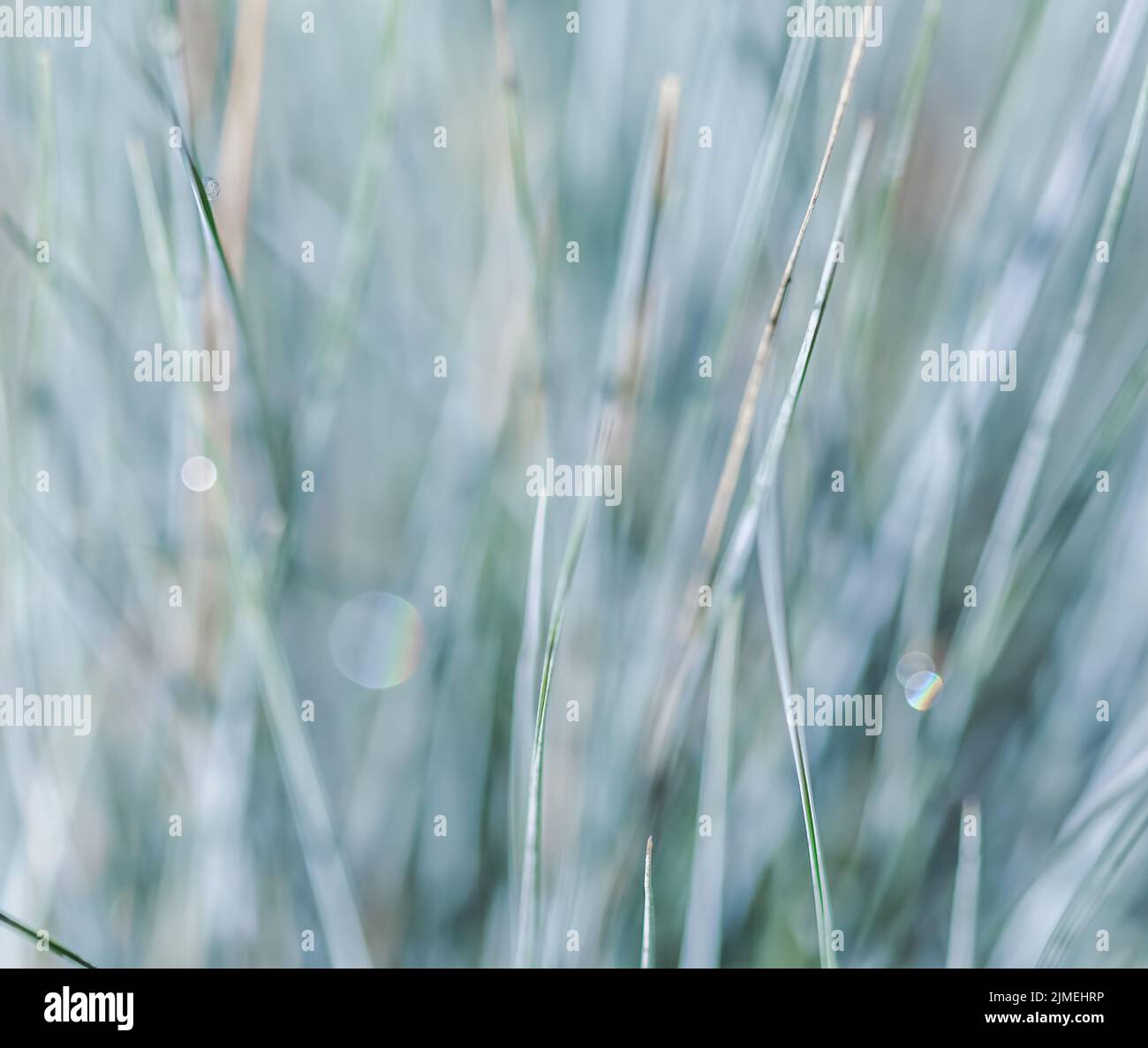 Blurred background, texture, pattern of blue green grass. Extreme bokeh ...