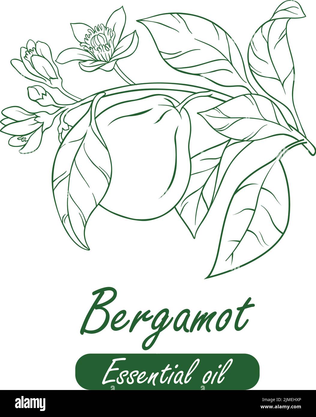 bergamot essential oil and bergamot branch drawing line art vector ...