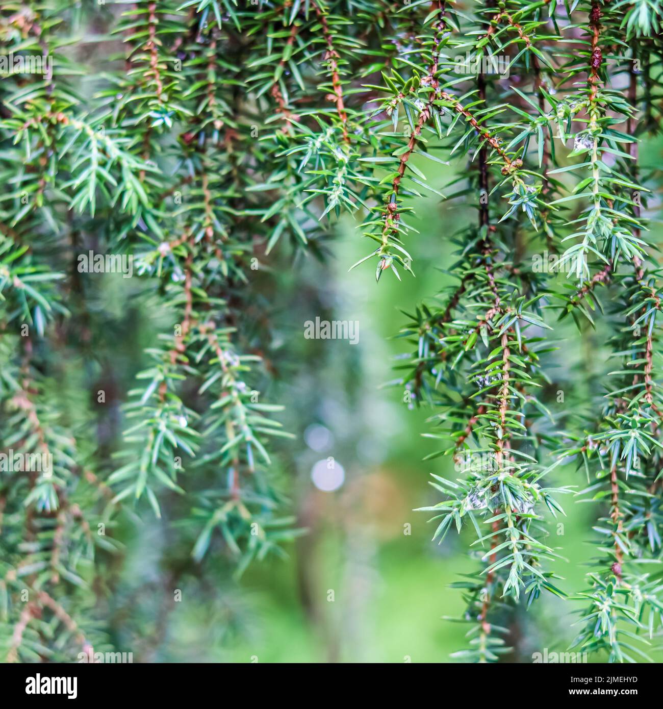 Closeup leaves of evergreen coniferous tree Juniperus communis ...