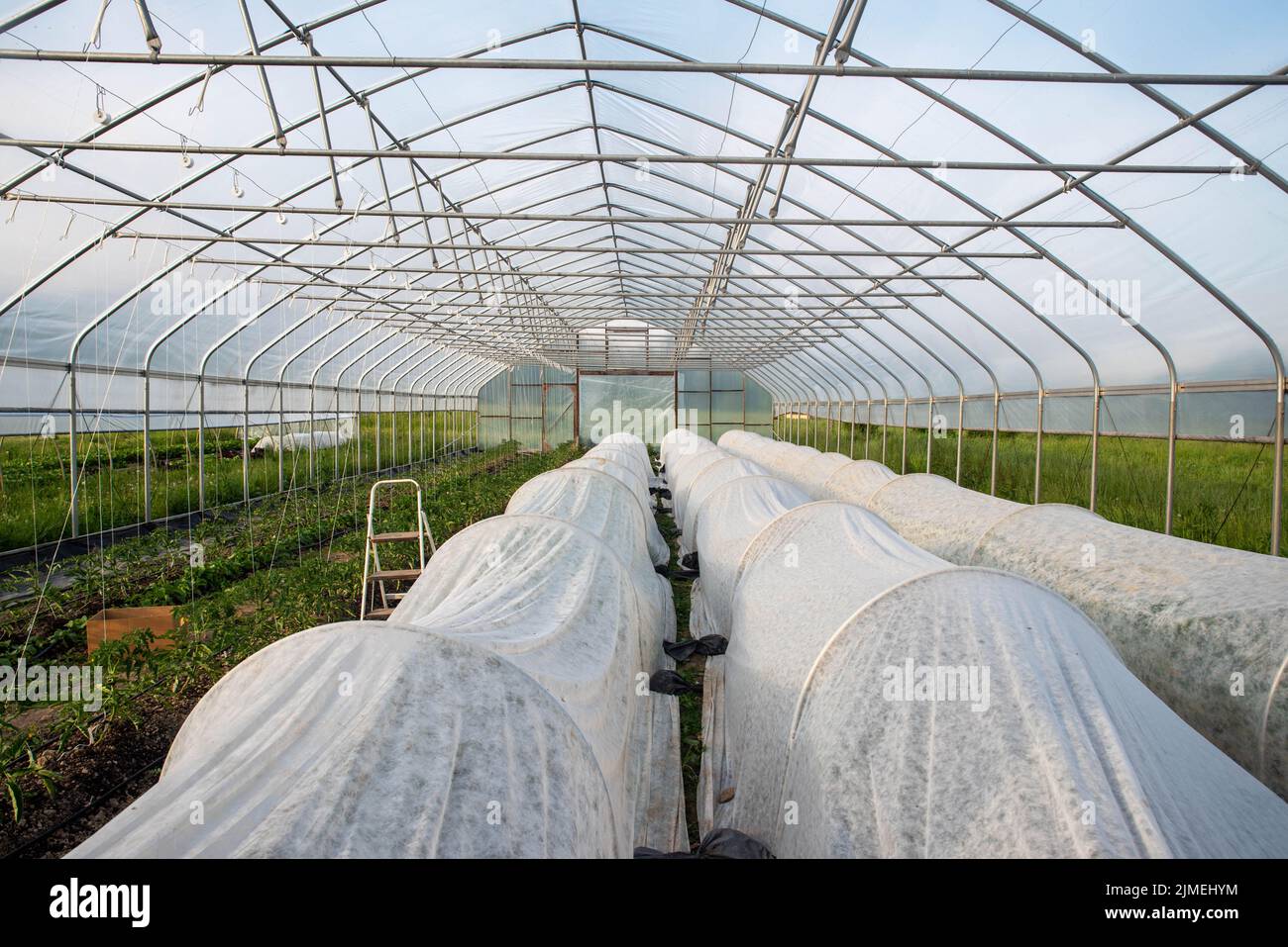 Interior of organic vegetable greenhouse with crops tools and white row ...