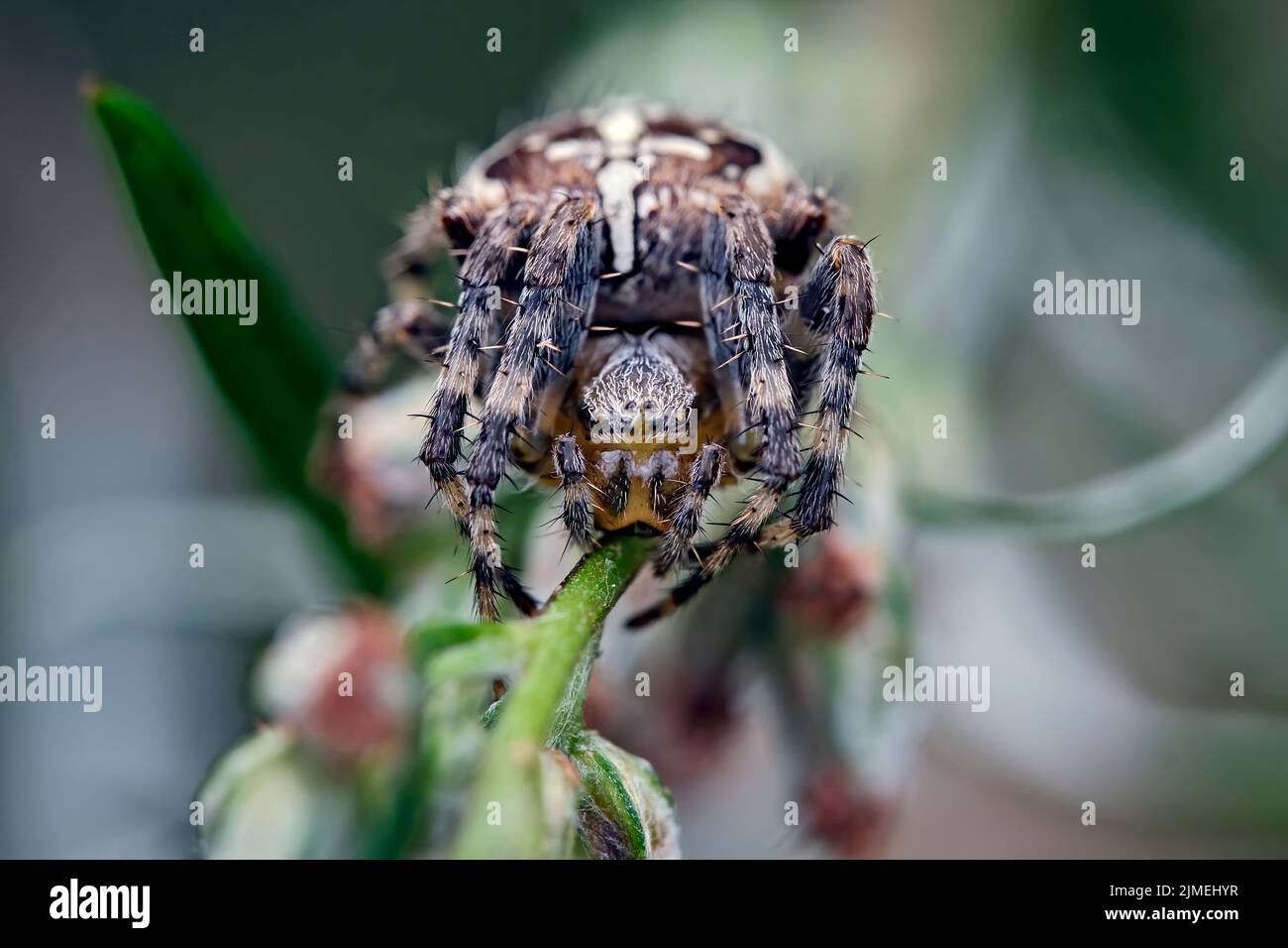 Garden spider ( Araneus diadematus Stock Photo - Alamy