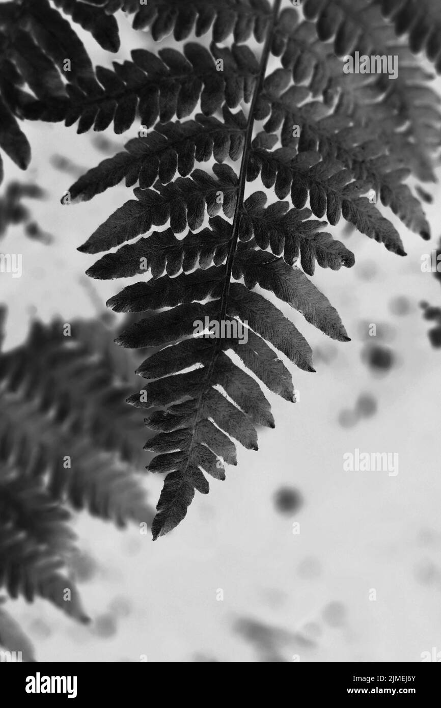Summer fern growing in the sunny meadow in black and white monochrome ...