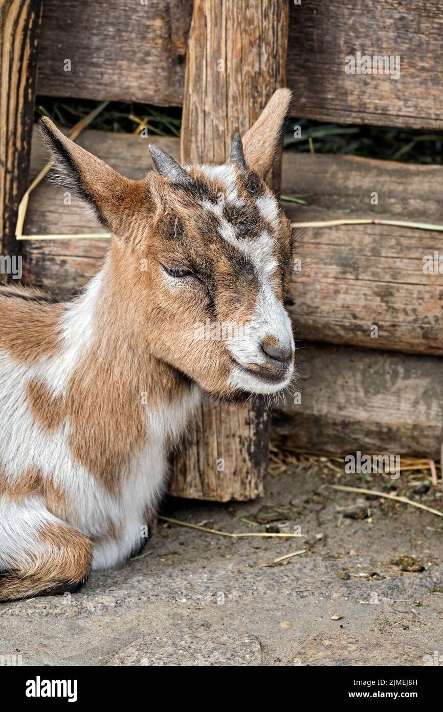 West African pygmy goat (Capra aegagrus hircus Stock Photo - Alamy