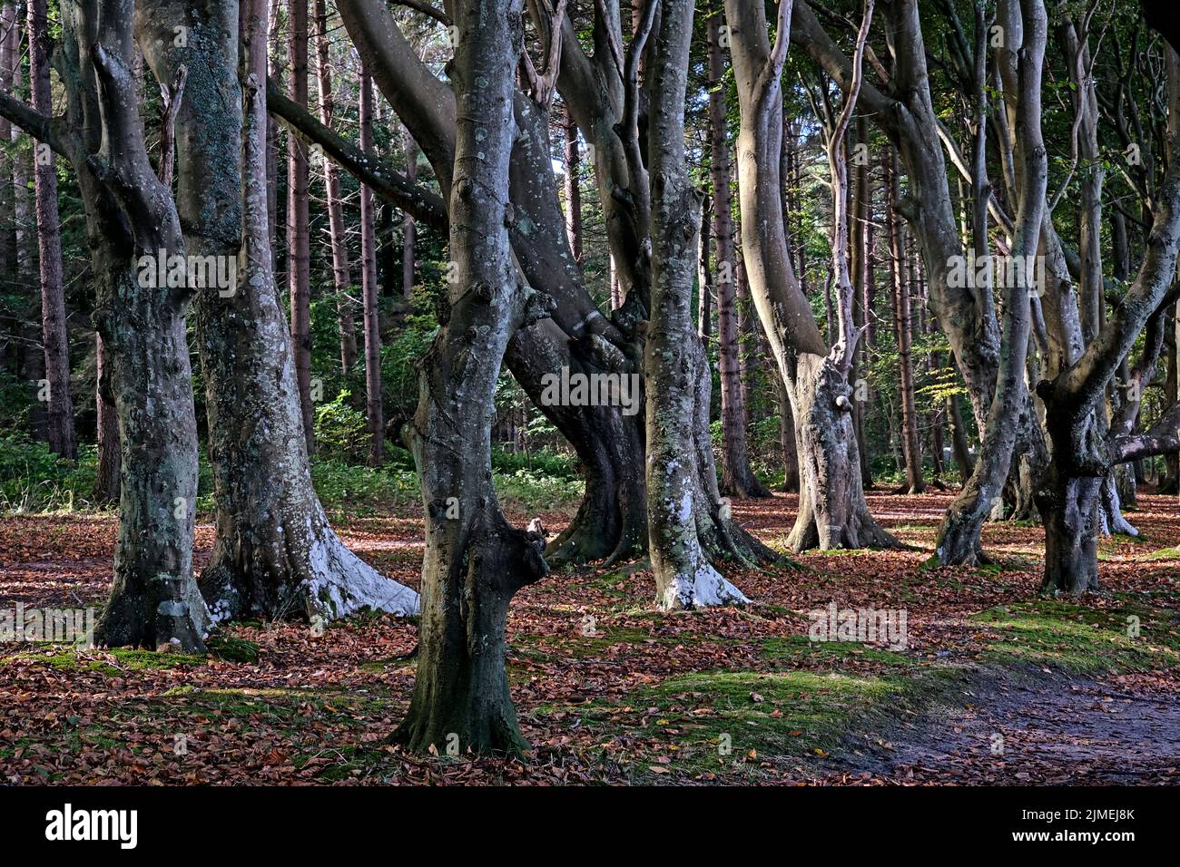 The RÃ¼gen fairytale forest Stock Photo - Alamy