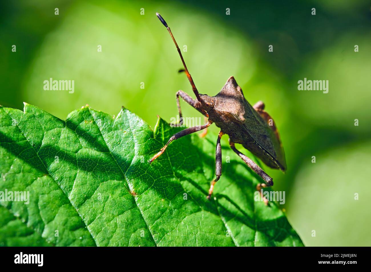 Leather bug hi-res stock photography and images - Alamy