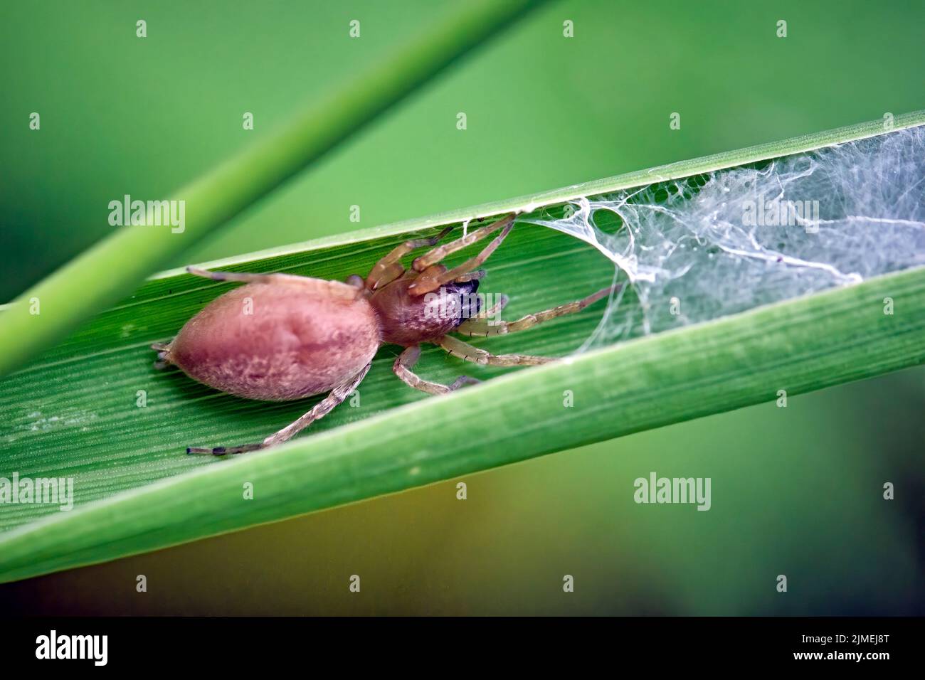 Actual sack spider (Clubiona Stock Photo - Alamy