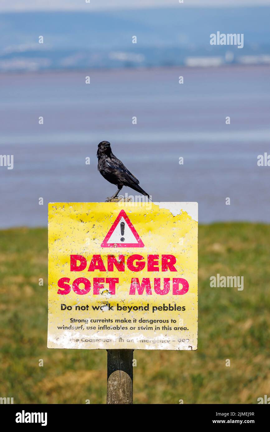 Danger sign with bird watching the world go by Stock Photo - Alamy