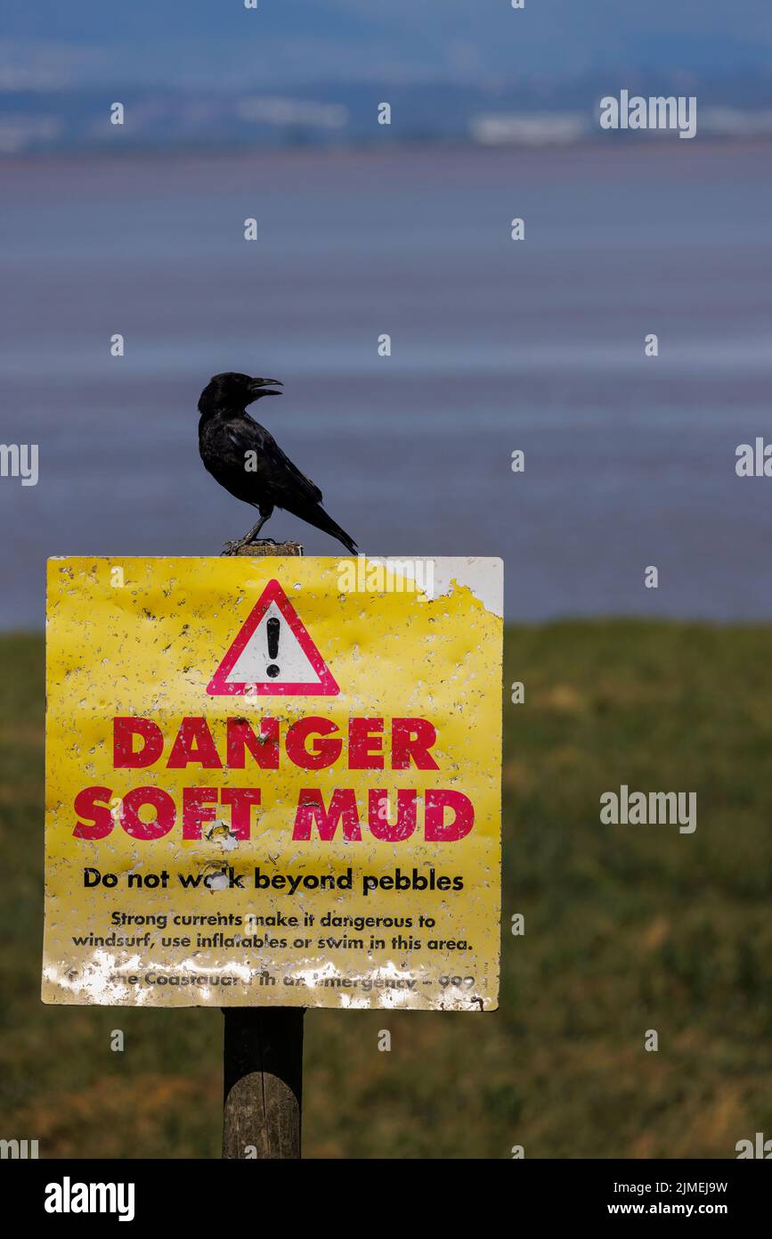 Danger sign with bird watching the world go by Stock Photo - Alamy