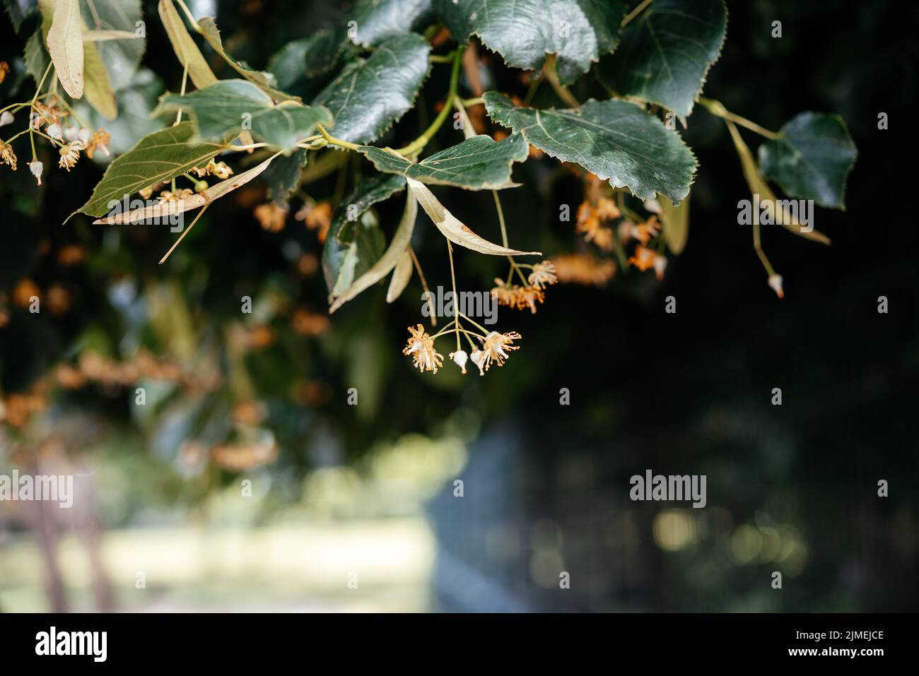 The tilia tree hi-res stock photography and images - Alamy