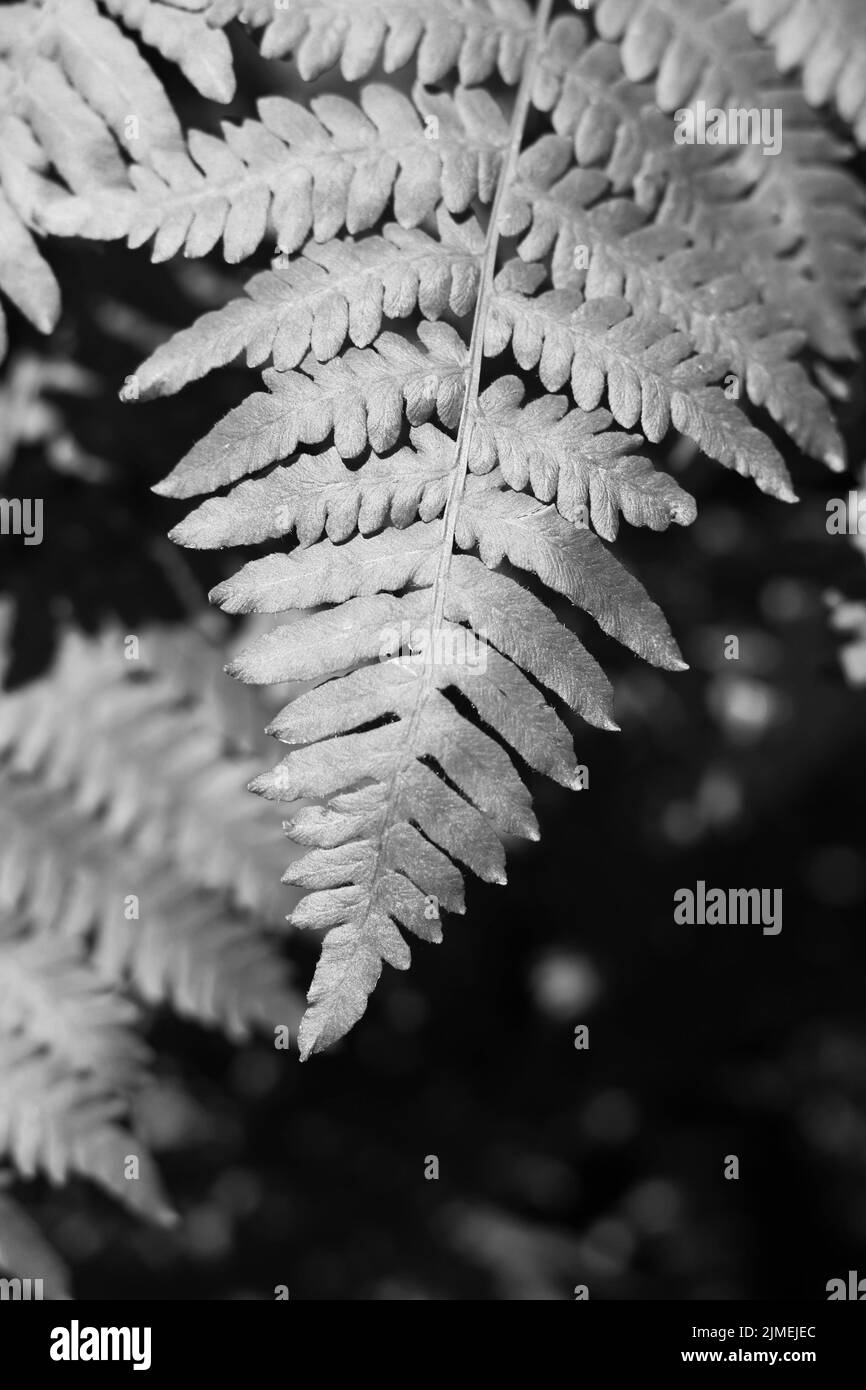 Summer fern growing in the sunny meadow in black and white monochrome ...