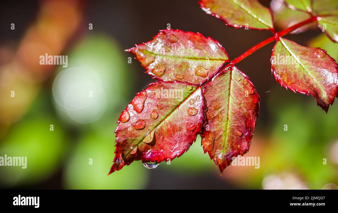 Red rose leaf with raindrops in the autumn garden. Bokeh with light ...