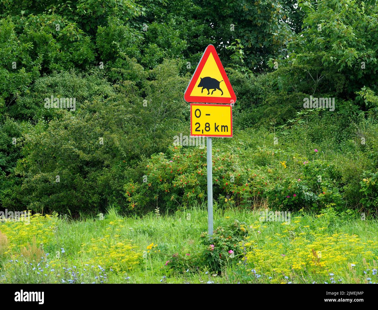 Wild boar, road sign Stock Photo - Alamy
