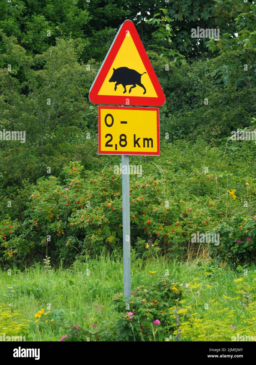 Wild boar, road sign Stock Photo - Alamy
