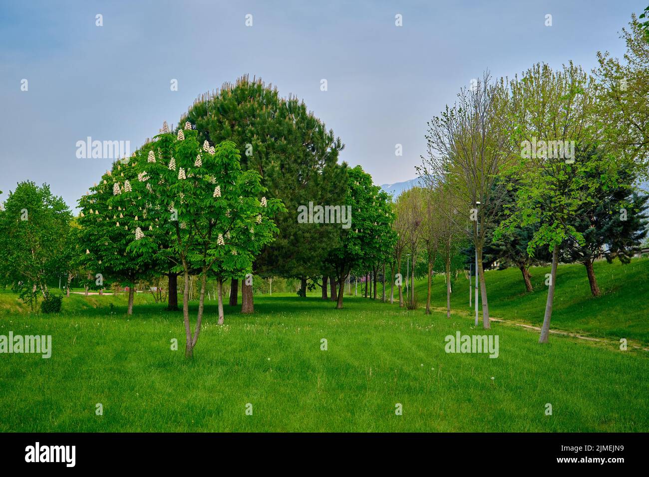 Green trees, Green Bursa in the park, environment monitoring and cute ...