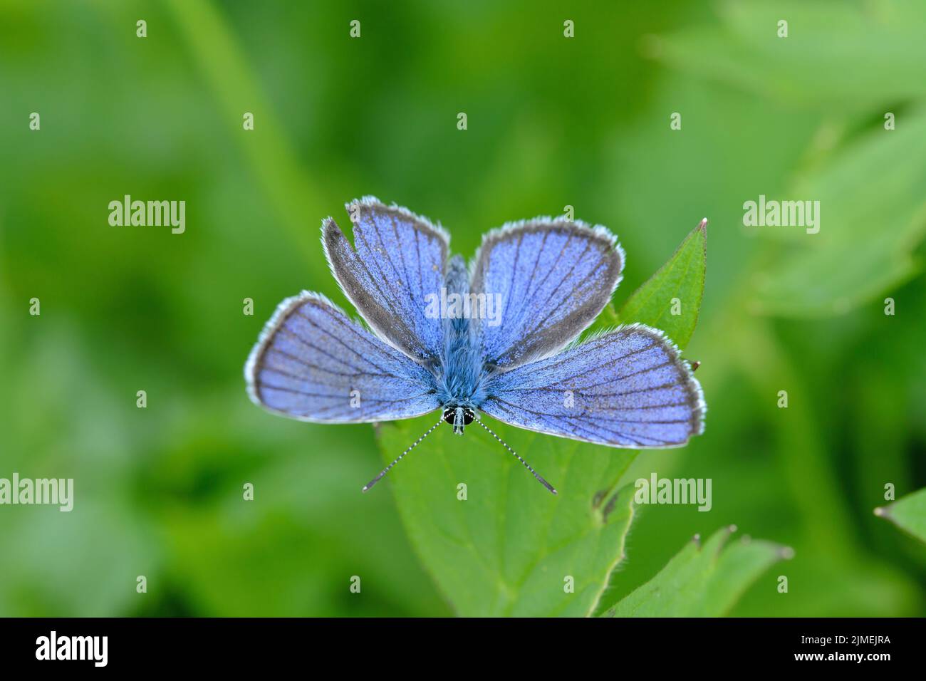 Male mazarine blue butterfly (Cyaniris semiargus Stock Photo - Alamy