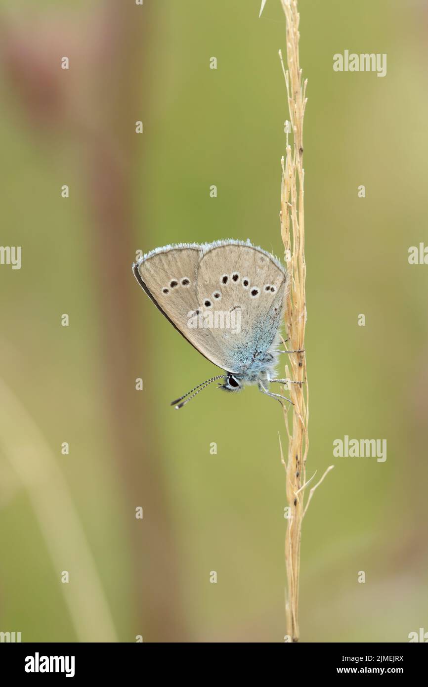 Mazarine blue butterfly (Cyaniris semiargus) on a blade of grass Stock ...
