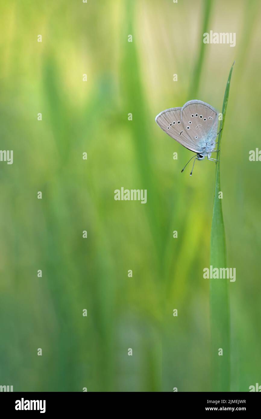 Mazarine blue butterfly (Cyaniris semiargus) on a blade of grass Stock ...