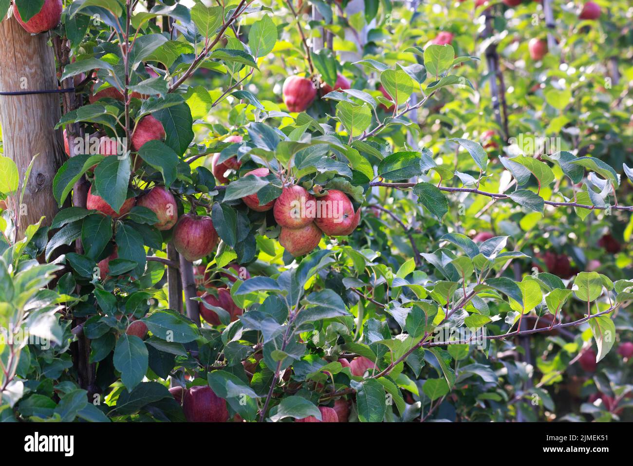 An Apple Orchard in Hohenlohe, Germany Stock Photo - Alamy