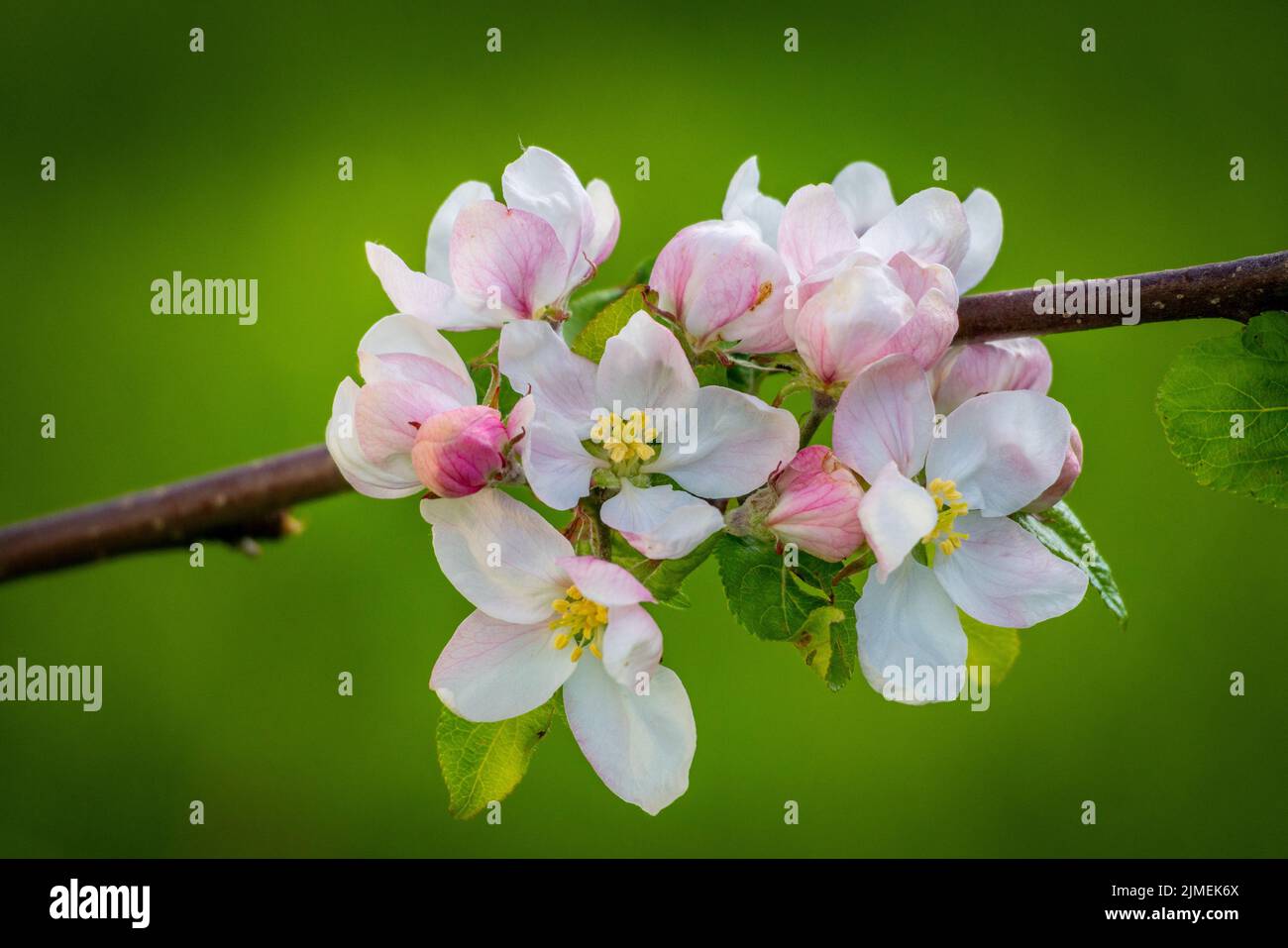 A closeup of white apple flowers blooming on a tree branch against a ...