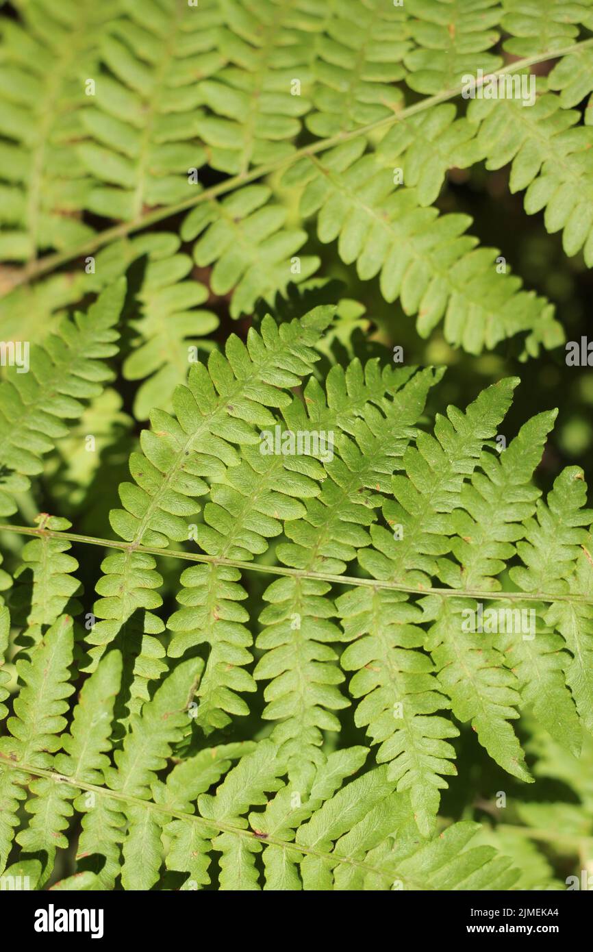 Summer fern growing in the sunny meadow Stock Photo - Alamy