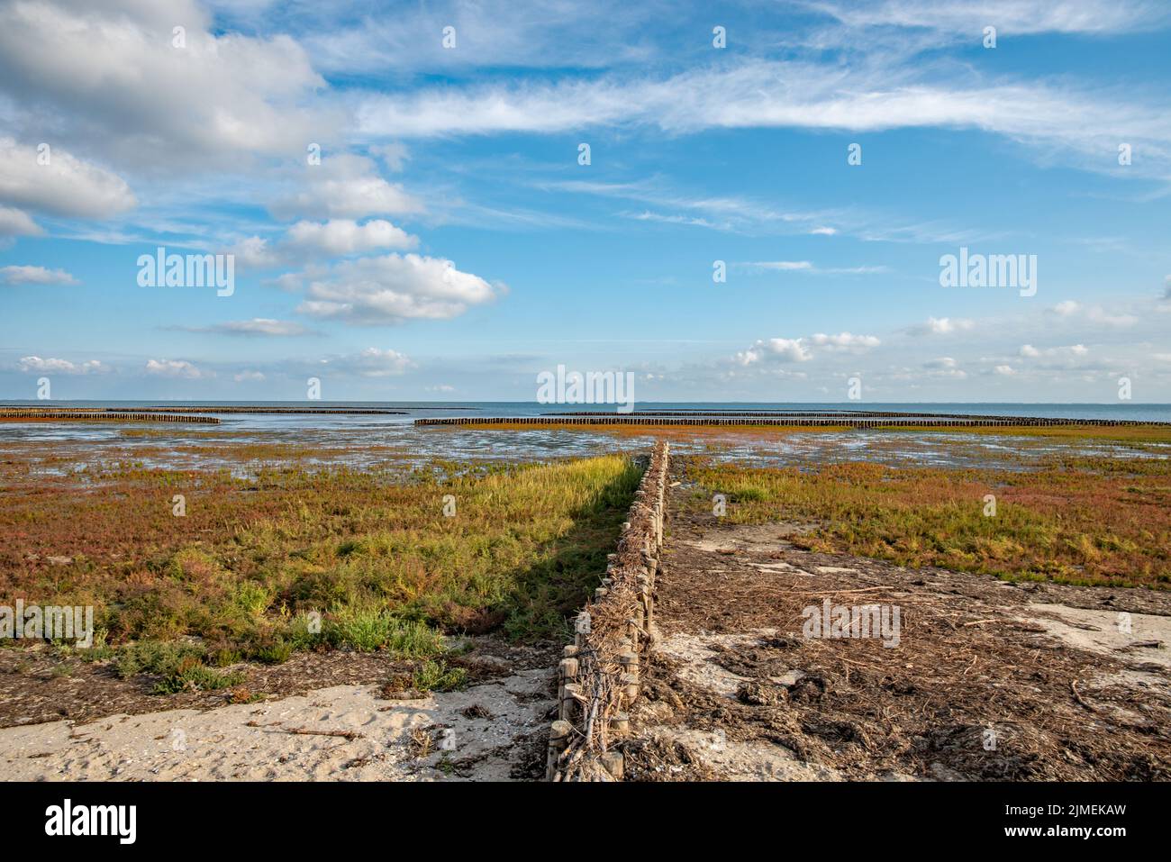 Asparagus sea salt on hi-res stock photography and images - Alamy