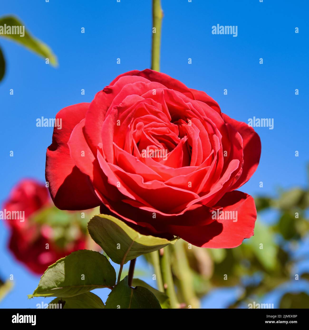 rote Rose - Red rose Stock Photo - Alamy
