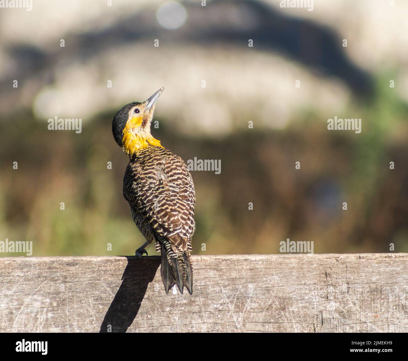 Portrait of a woodpecker in its natural habitat Stock Photo - Alamy