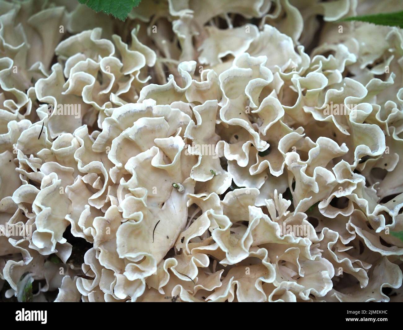 Flattened lobes conifer trunk hi-res stock photography and images - Alamy