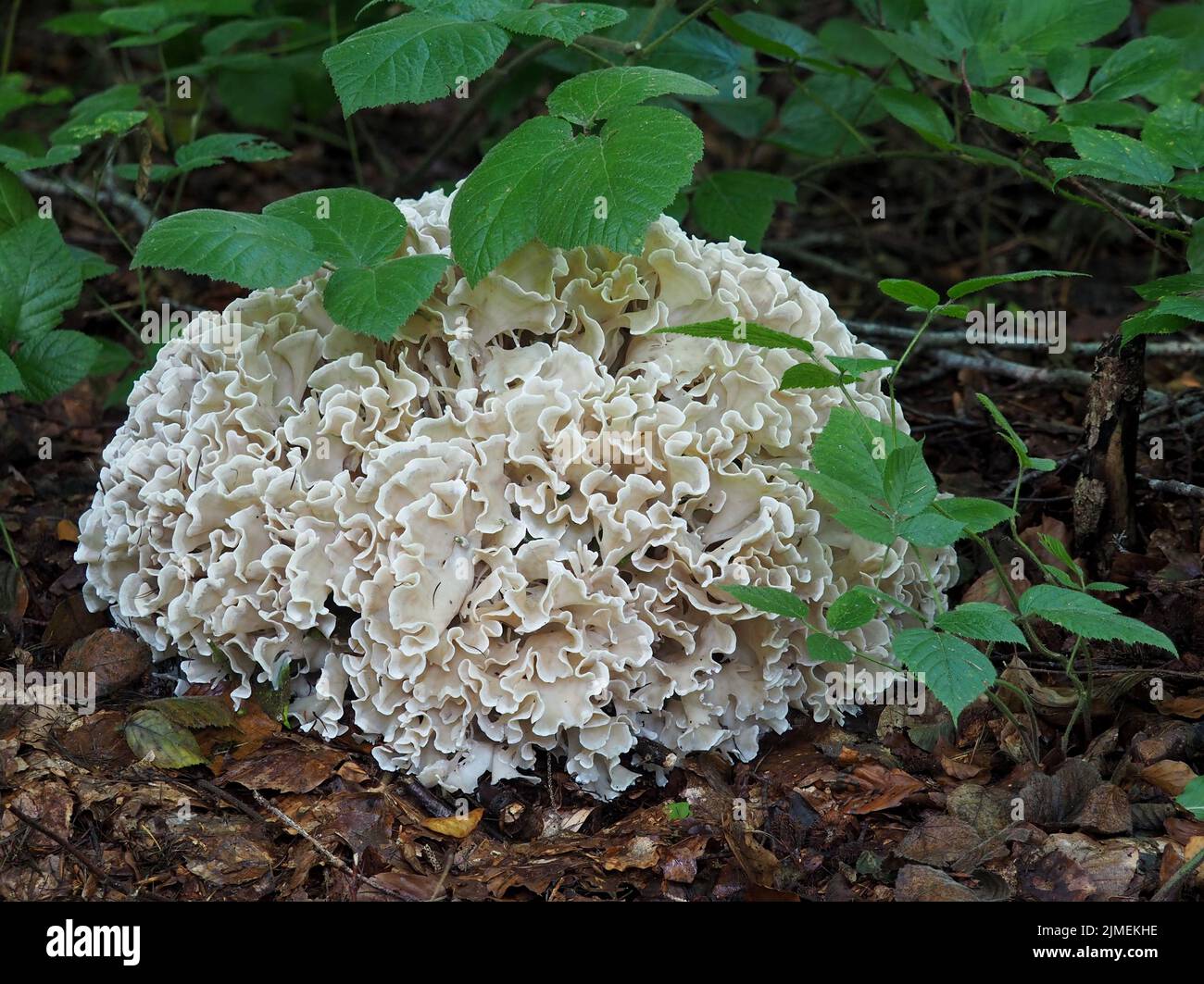 Cauliflower fungus (Sparassis brevipes Stock Photo - Alamy