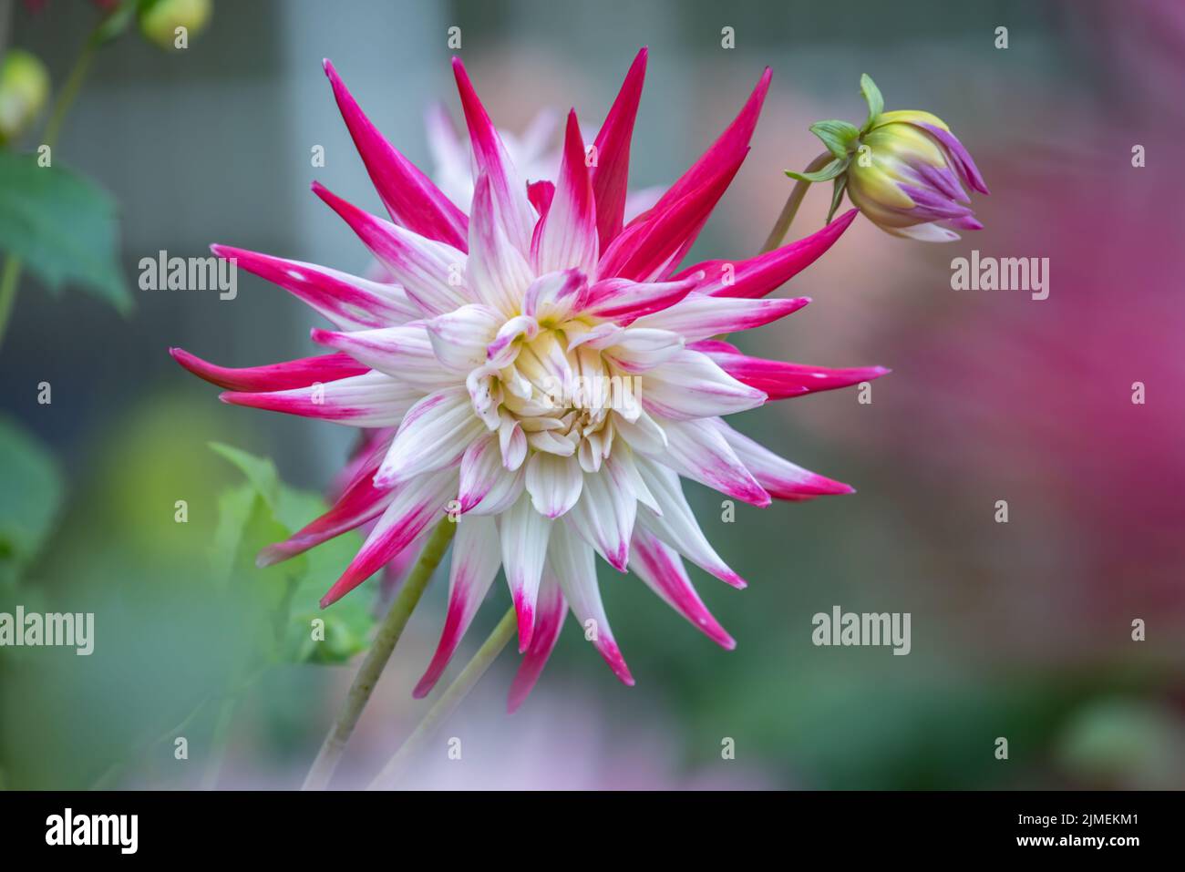 Star dahlia hi-res stock photography and images - Alamy