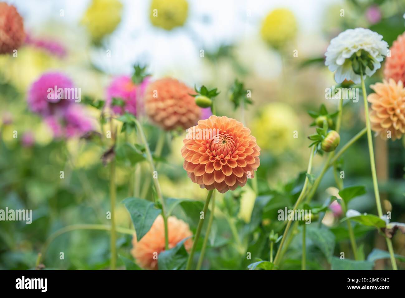 Mongolian beautiful aster Stock Photo - Alamy