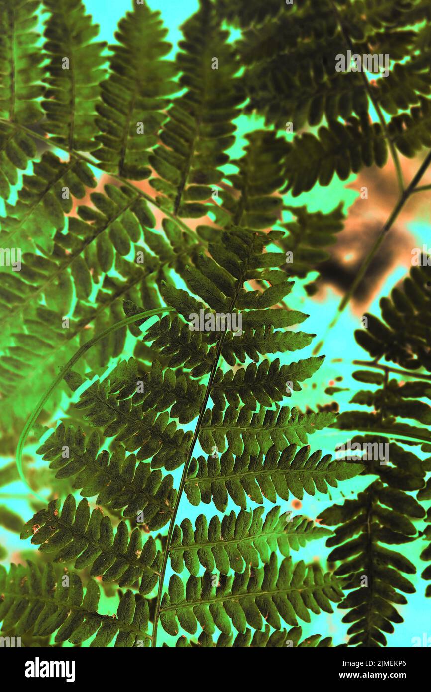 Summer fern growing in the sunny meadow in a bright neon color film ...