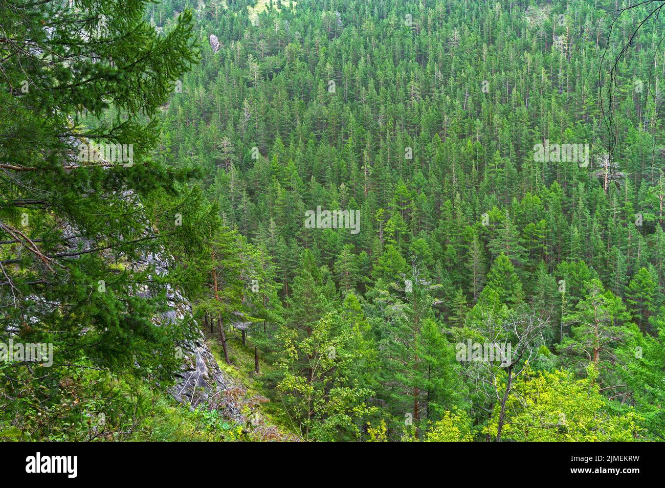 Taiga on the mountainside Stock Photo - Alamy