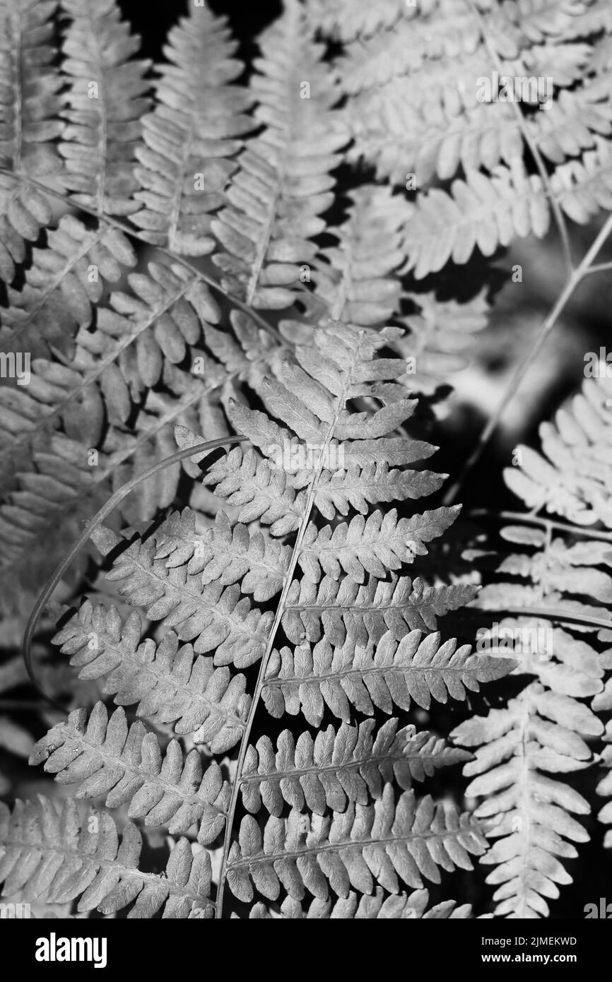 Summer fern growing in the sunny meadow in black and white monochrome ...