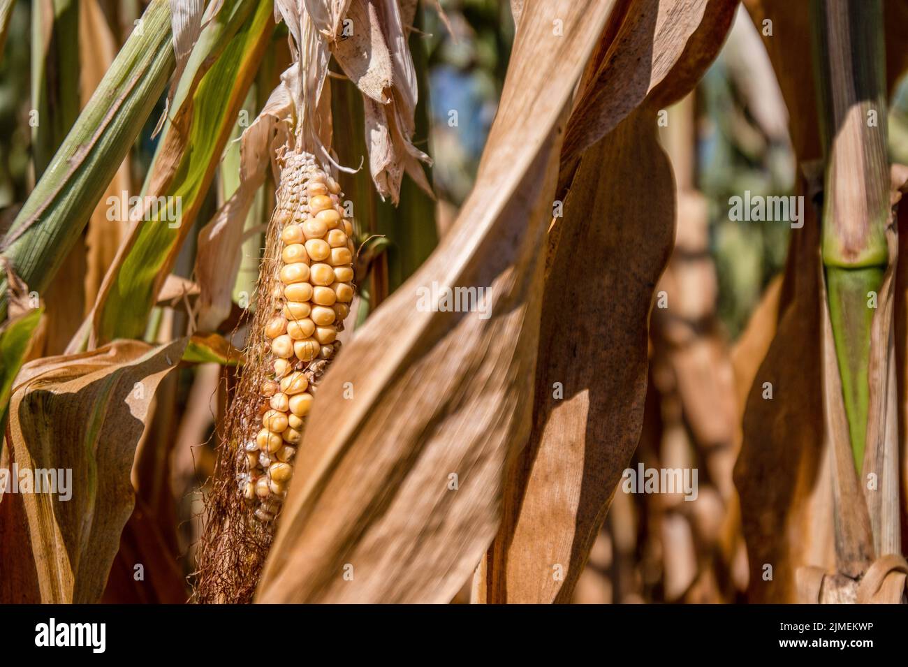 Field rogoza hi-res stock photography and images - Alamy